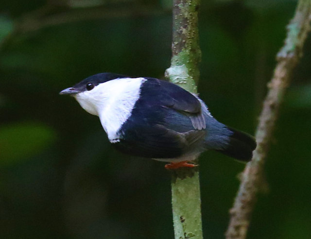Foto rendeira (Manacus manacus) Por Mats Hildeman | Wiki Aves - A ...
