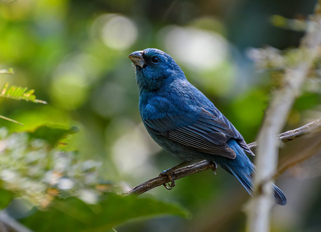Foto azulinho (Cyanoloxia glaucocaerulea) Por David Carmo | Wiki Aves ...