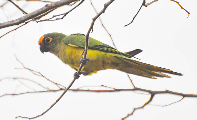 Foto periquito-rei (Eupsittula aurea) Por Conceição Garcia Bianchini ...