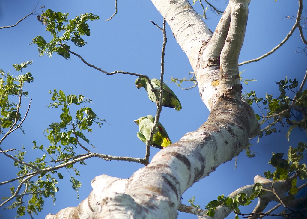 Foto papagaio-dos-garbes (Amazona kawalli) Por Gabriel Leite | Wiki ...