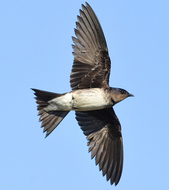 Foto andorinha-grande (Progne chalybea) Por Flavio Ronaldo | Wiki Aves ...