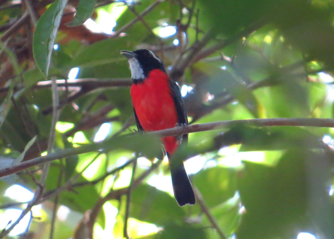 Foto polícia-do-mato (Granatellus pelzelni) Por Willian Menq | Wiki ...