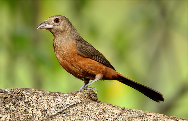 Foto tiê-sangue (Ramphocelus bresilia) Por Diogo S. Goncalves | Wiki ...