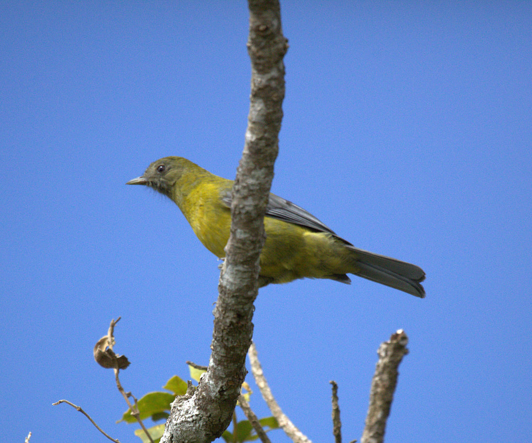Foto saudade-de-asa-cinza (Lipaugus conditus) Por Maria C. Pereira ...