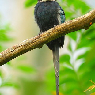 ariramba-do-paraíso (Galbula dea) | WikiAves - A Enciclopédia das Aves ...