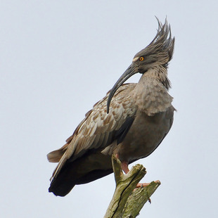 curicaca-real (Theristicus caerulescens) | WikiAves - A Enciclopédia ...