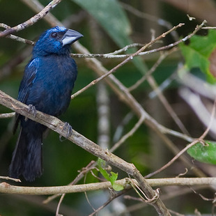 azulão-da-amazônia (Cyanoloxia rothschildii) | WikiAves - A ...