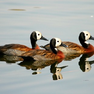 irerê (Dendrocygna viduata) | WikiAves - A Enciclopédia das Aves do Brasil