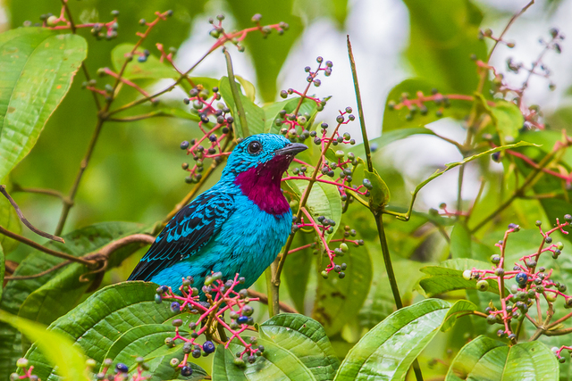 Foto anambé-azul (Cotinga cayana) Por Bertrando Campos | Wiki Aves - A ...