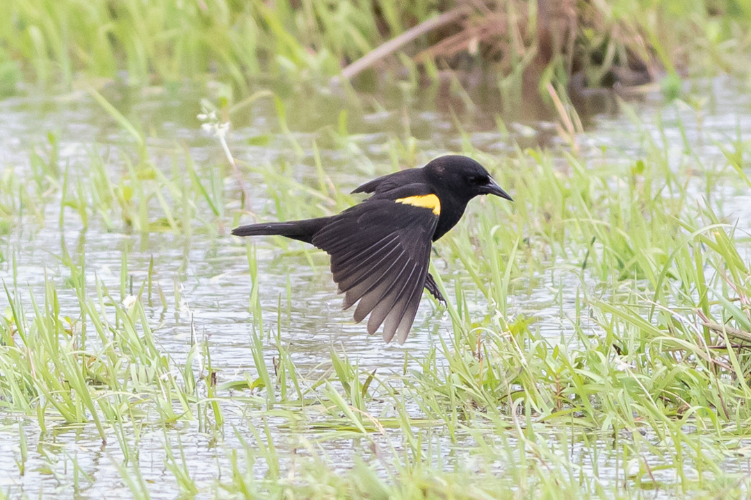 Foto sargento (Agelasticus thilius) Por Daniel Grandjean | Wiki Aves ...