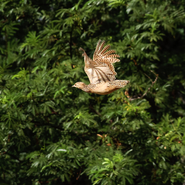 Foto codorna-amarela (Nothura maculosa) Por Ermerson Sharbel | Wiki ...