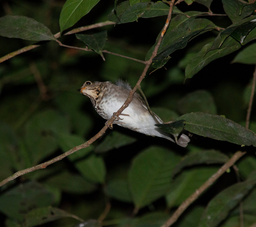 Foto sabiazinho-de-óculos (Catharus swainsoni) Por Marllus Rafael ...