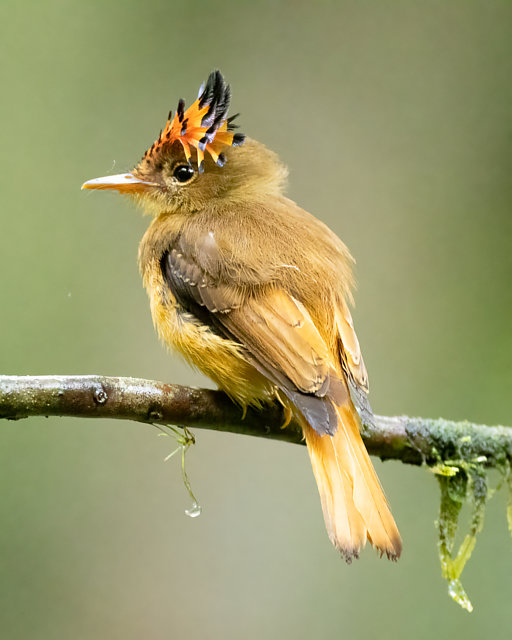 Foto maria-leque-do-sudeste (Onychorhynchus swainsoni) Por Michael ...