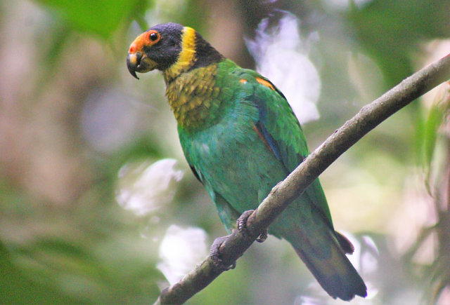 Foto curica-urubu (Pyrilia vulturina) Por Danielson Aleixo | Wiki Aves ...