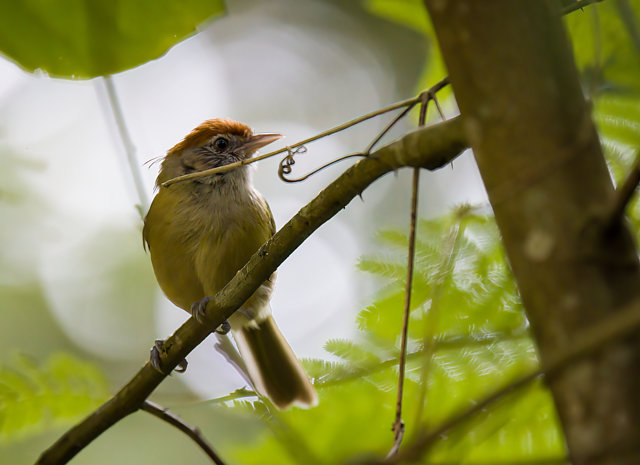 Foto vite-vite-de-olho-cinza (Hylophilus amaurocephalus) Por Mario ...