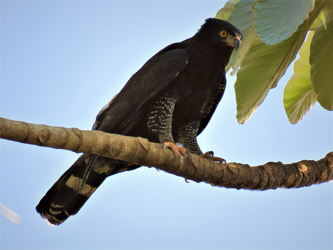 Foto gavião-pega-macaco (Spizaetus tyrannus) Por Jairo Silva | Wiki ...