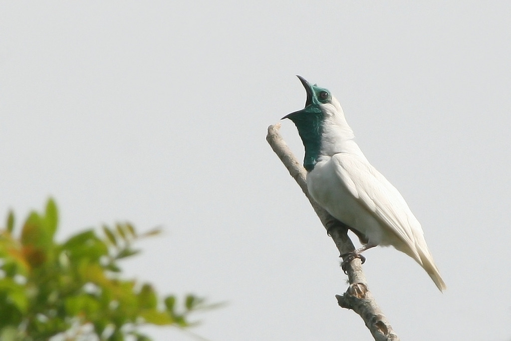 Foto araponga (Procnias nudicollis) Por Reni Santos | Wiki Aves - A ...