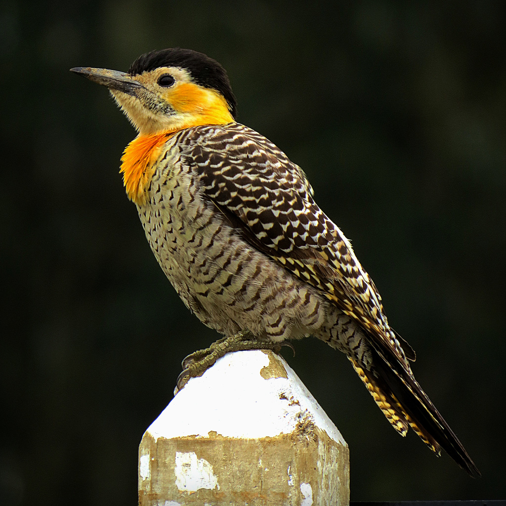 Foto pica-pau-do-campo (Colaptes campestris) Por Caio Belleza | Wiki ...