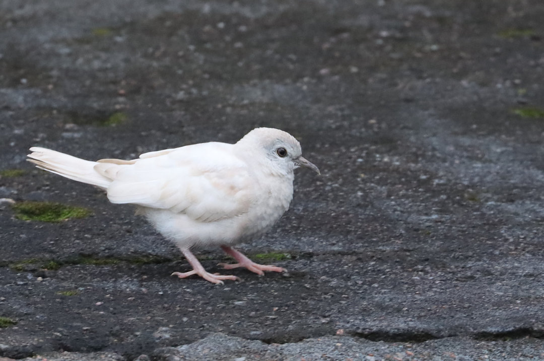 Foto rolinha-picuí (Columbina picui) Por Eduardo Rodrigues | Wiki Aves ...