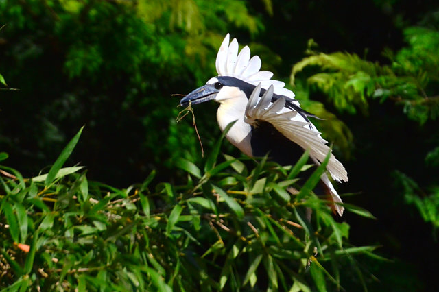 Foto arapapá (Cochlearius cochlearius) Por Flávio Sousa | Wiki Aves - A ...