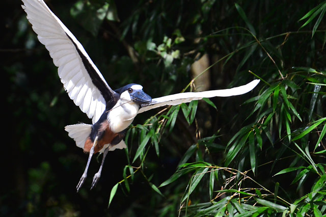 Foto arapapá (Cochlearius cochlearius) Por Flávio Sousa | Wiki Aves - A ...