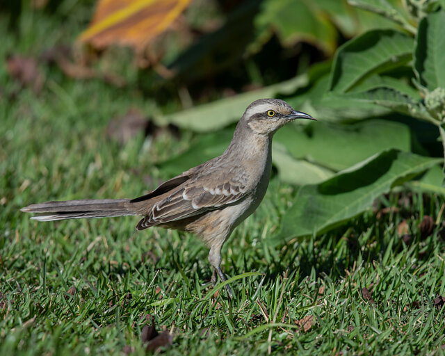Foto sabiá-do-campo (Mimus saturninus) Por Maria C. Rolim | Wiki Aves ...