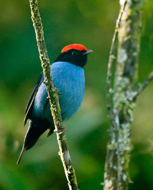 Foto tangará (Chiroxiphia caudata) Por Hugo Viana | Wiki Aves - A ...