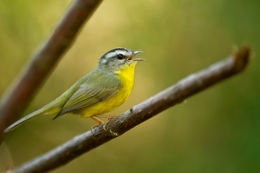 Foto pula-pula (Basileuterus culicivorus) Por Hugo Viana | Wiki Aves ...