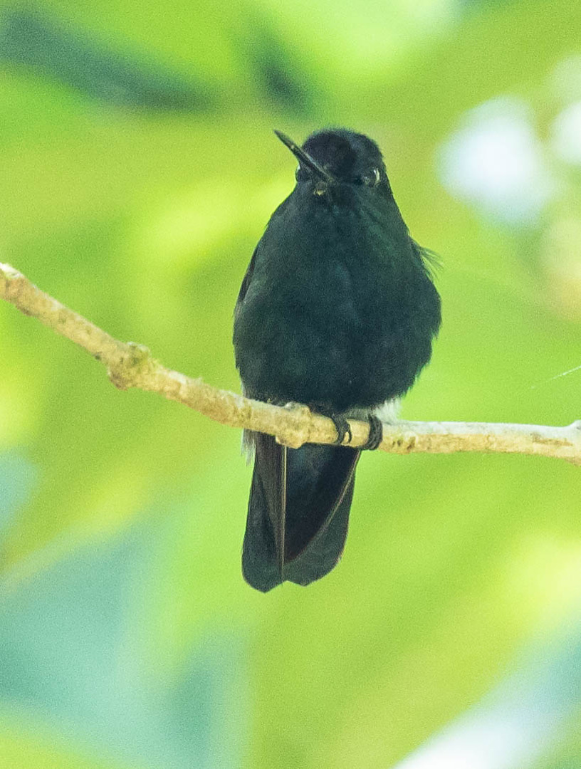 Foto bico-de-lança (Doryfera johannae) Por Flávio Laube | Wiki Aves - A ...