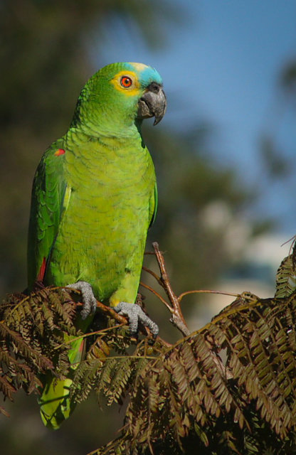 Foto papagaio-verdadeiro (Amazona aestiva) Por Eduardo Borges | Wiki ...