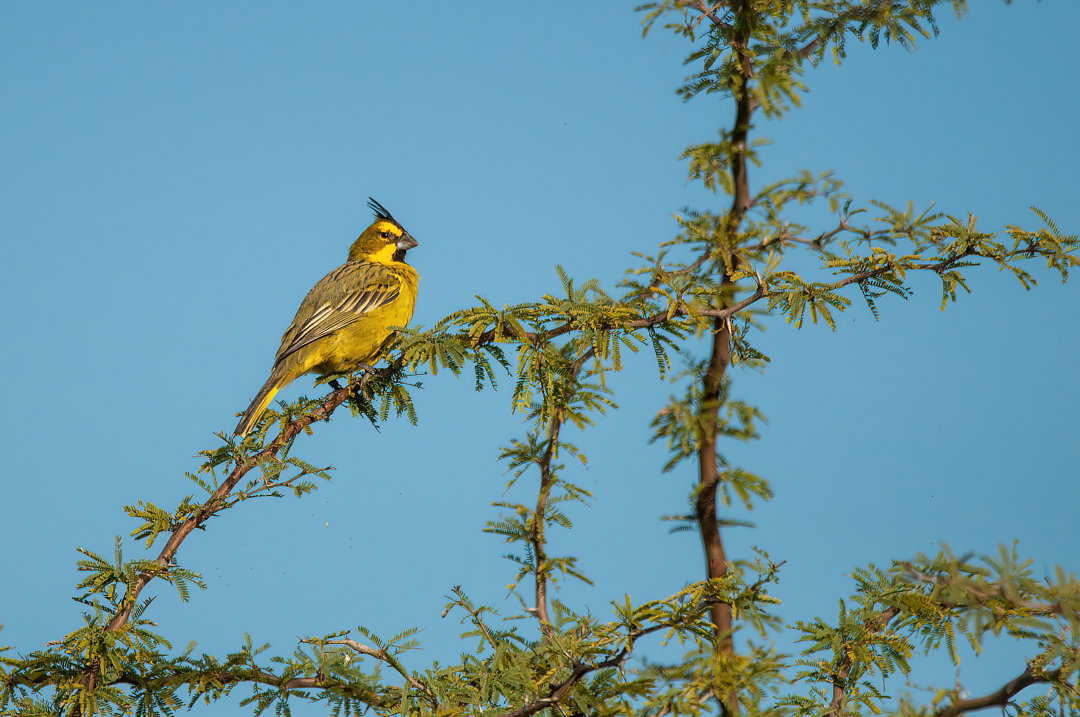 Foto cardeal-amarelo (Gubernatrix cristata) Por Raphael Kurz - Aves do ...