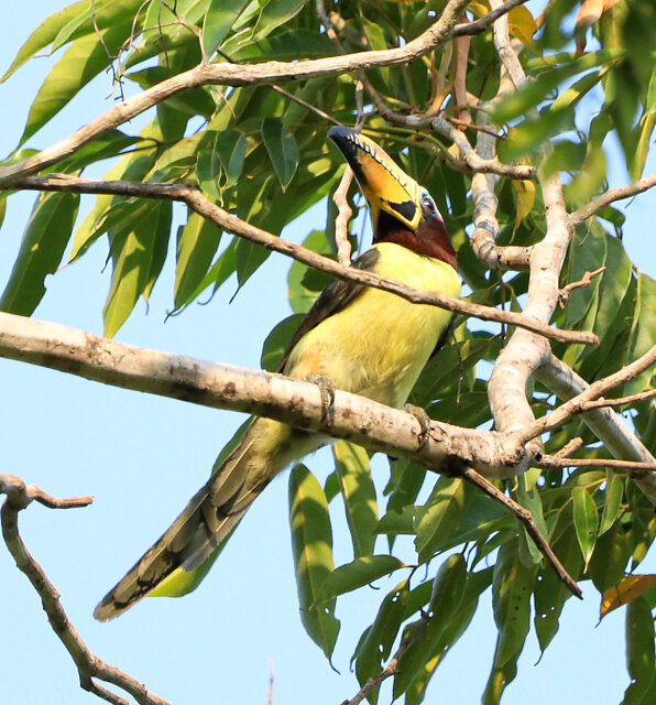 Foto araçari-de-bico-riscado (Pteroglossus inscriptus) Por Tony Santos ...