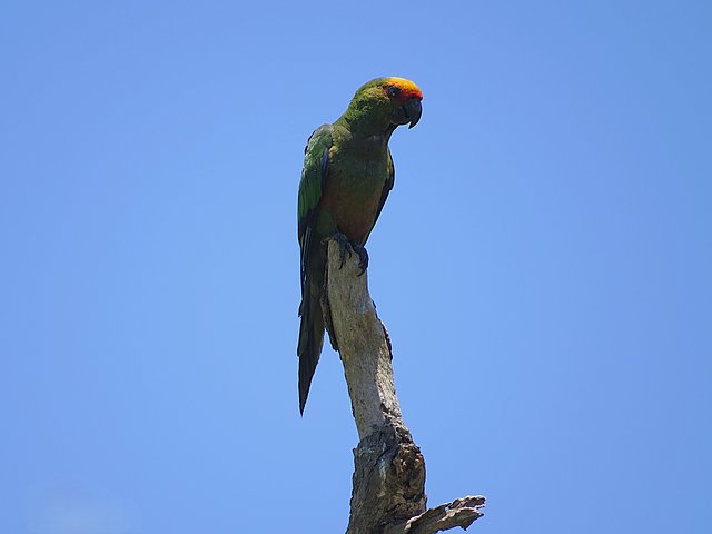 Foto jandaia-de-testa-vermelha (Aratinga auricapillus) Por André Tostes ...