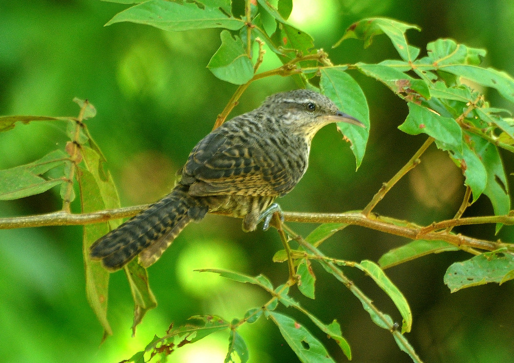 Foto catatau (Campylorhynchus turdinus) Por Robson Czaban | Wiki Aves ...