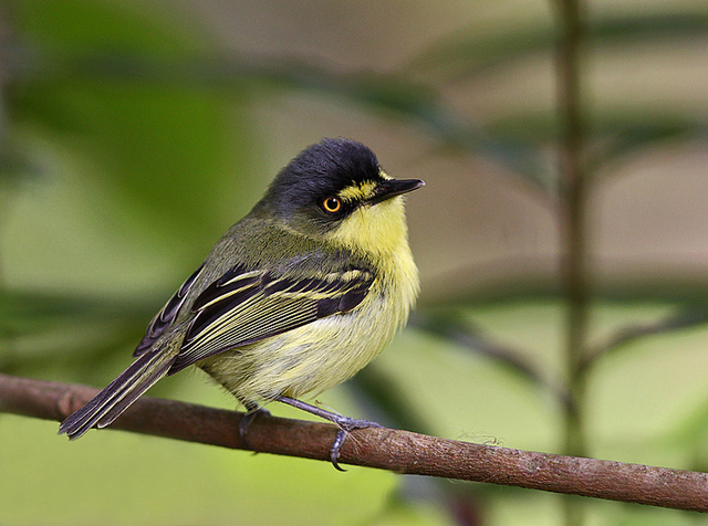 Foto teque-teque (Todirostrum poliocephalum) Por Ronald Gruijters ...