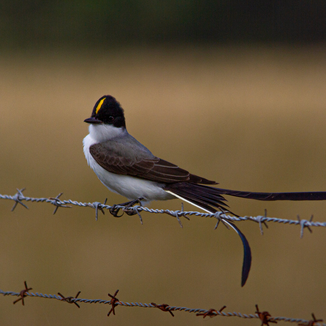 Foto tesourinha (Tyrannus savana) Por Bernardo Jacob | Wiki Aves - A ...
