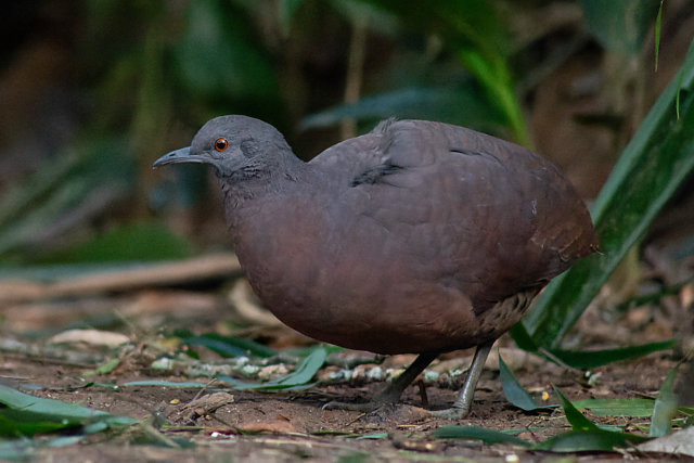 Foto inhambuguaçu (Crypturellus obsoletus) Por Enéas G. Junior | Wiki ...
