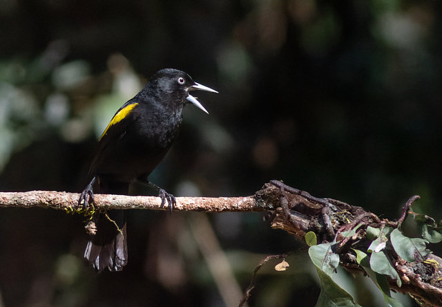 Foto tecelão (Cacicus chrysopterus) Por Enéas G. Junior | Wiki Aves - A ...