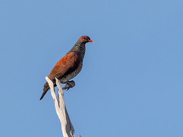 Foto pomba-trocal (Patagioenas speciosa) Por Hector Bottai | Wiki Aves ...