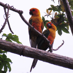 cacaué (Aratinga maculata) | WikiAves - A Enciclopédia das Aves do Brasil