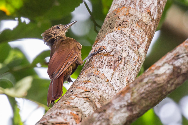 Foto arapaçu-rabudo (Deconychura longicauda) Por Paulo Fernando ...