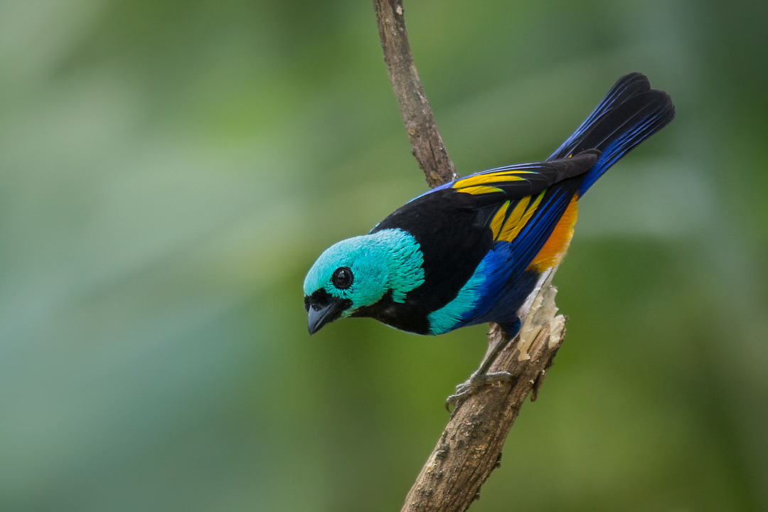 Foto saíra-pintor (Tangara fastuosa) Por Lucas_Carvalho | Wiki Aves - A ...