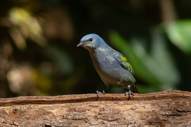 Foto sanhaço-de-encontro-amarelo (Thraupis ornata) Por Enéas G. Junior ...