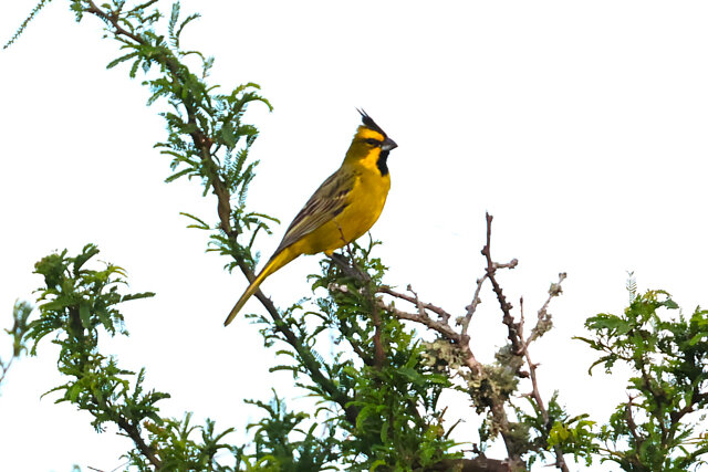 Foto cardeal-amarelo (Gubernatrix cristata) Por Osvaldo Gazarini | Wiki ...