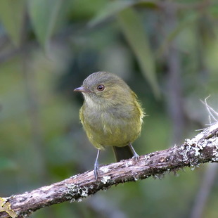 fruxu (Neopelma chrysolophum) | WikiAves - A Enciclopédia das Aves do ...