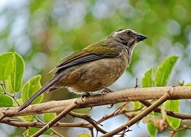 Foto trinca-ferro (Saltator similis) Por Odilon Simões Corrêa | Wiki ...