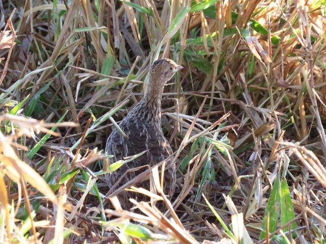 Foto codorna-amarela (Nothura maculosa) Por Marco Costacurta | Wiki ...