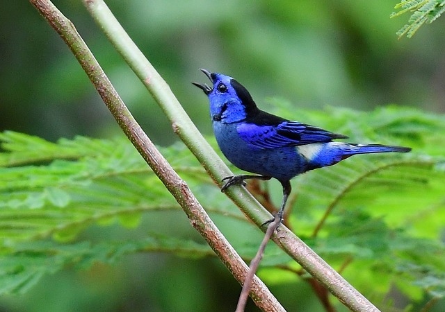 Foto saíra-diamante (Tangara velia) Por Stephen Jones | Wiki Aves - A ...