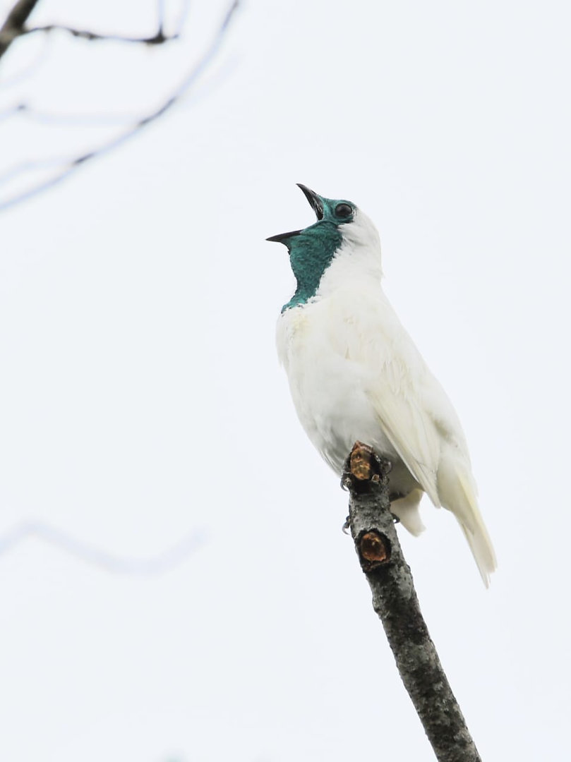 Foto araponga (Procnias nudicollis) Por Rubia W. Speck Loes | Wiki Aves ...