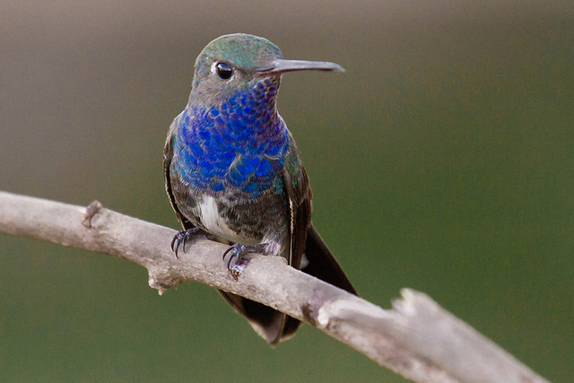 Foto beija-flor-de-peito-azul (Chionomesa lactea) Por Luís Roberto da ...